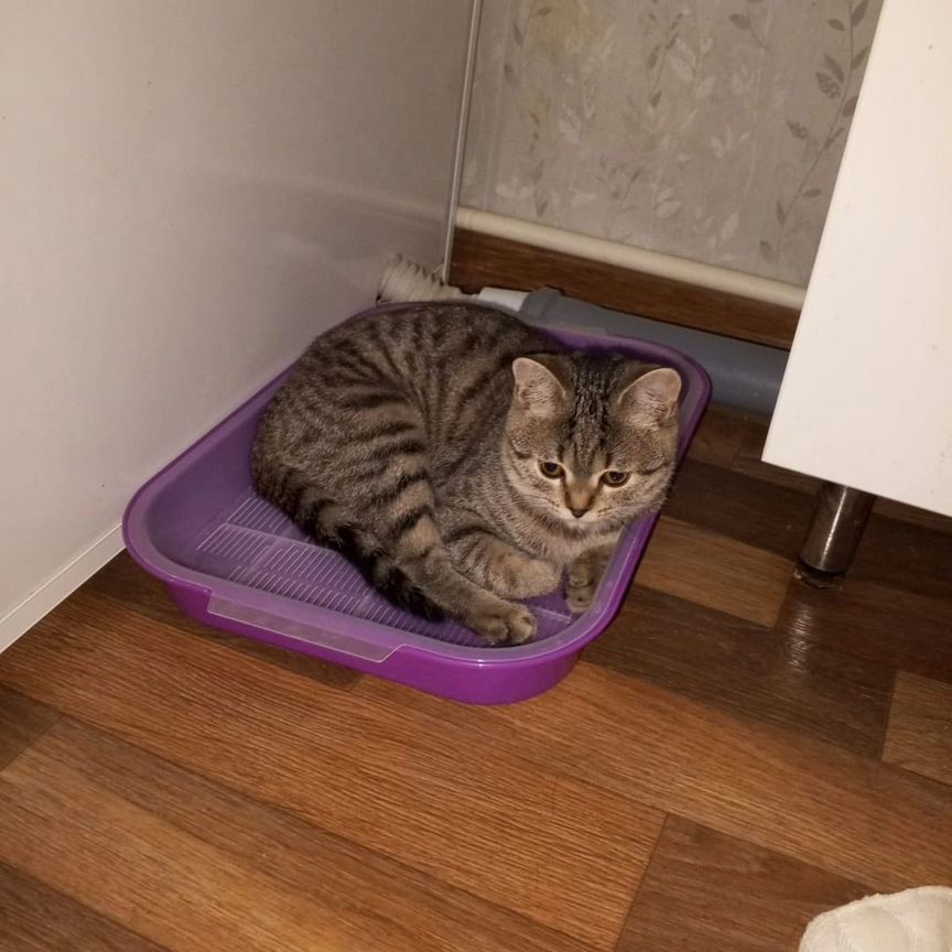 Британская