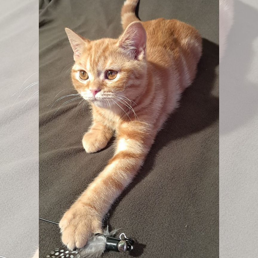 Шотландский прямоухий короткошёрстный котёнок