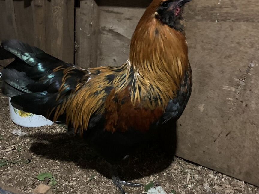 Петух мододой