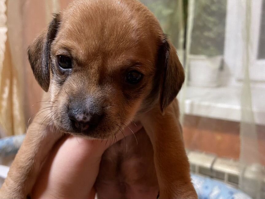 Такса и торьтерьер