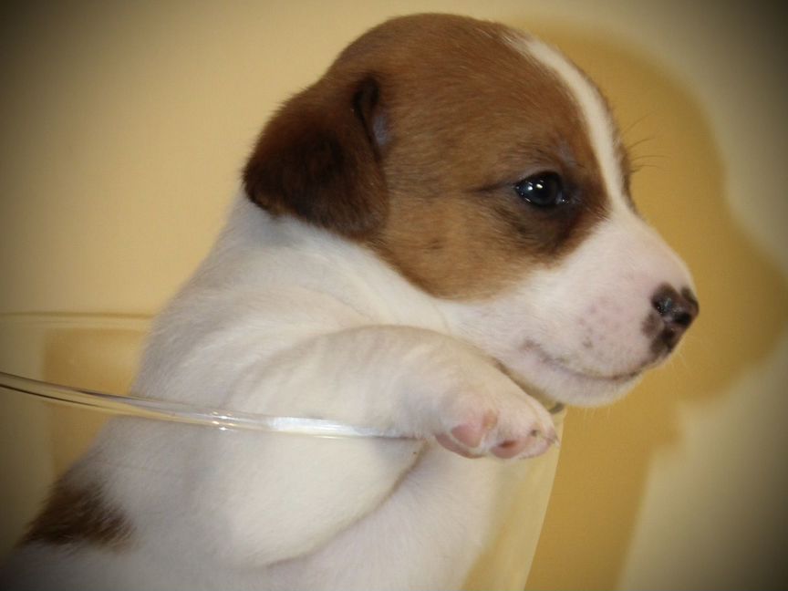 Малыш Леонель Харди Джек Рассел терьер