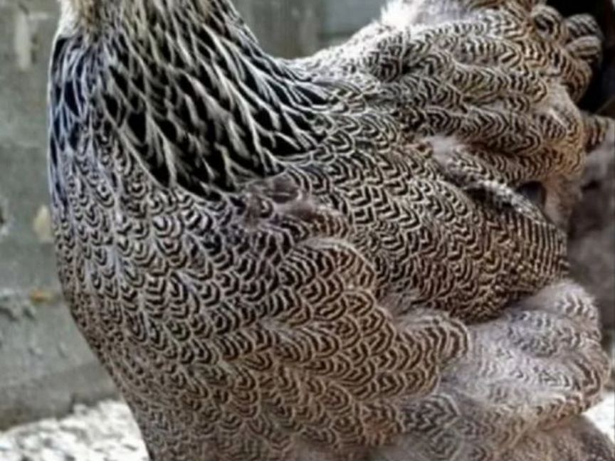 Яйцо куриные Брама и Кахилхимы