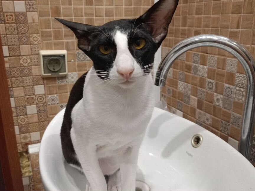 Кот ориентальный