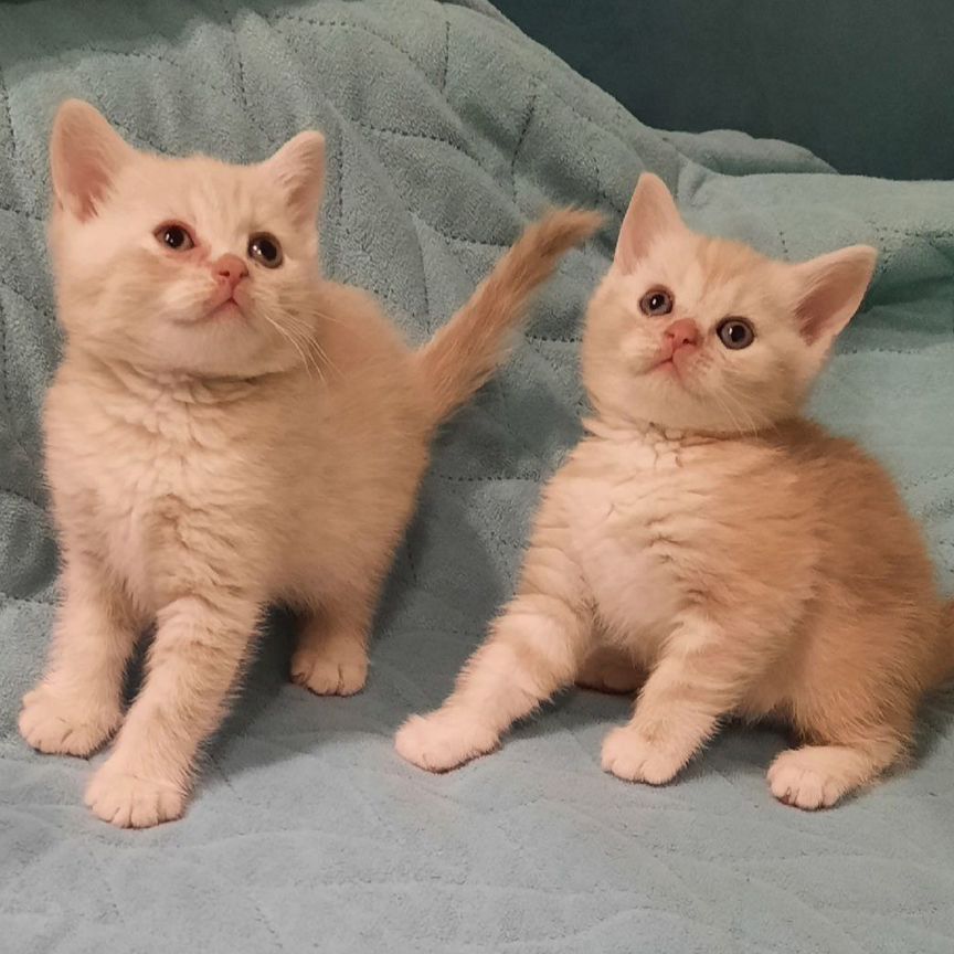 Шотландские котята