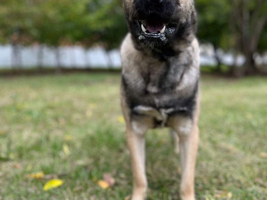 Кайзер-шикарный песик, добрый и яркий ищет дом