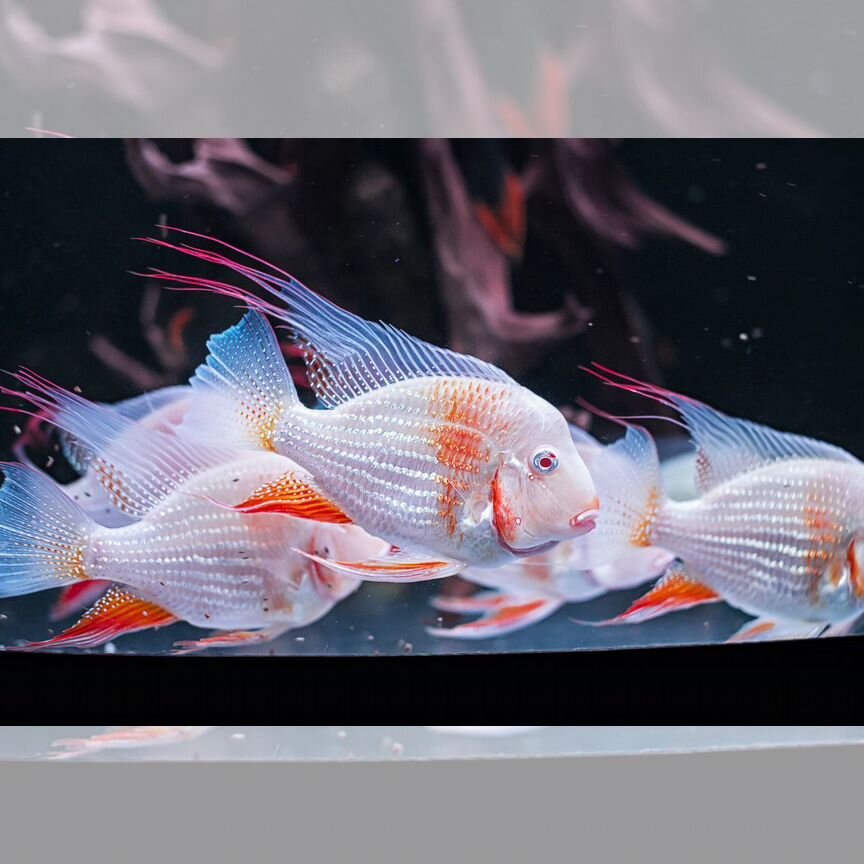 Геофагус Акарихтис хеккеля альбино