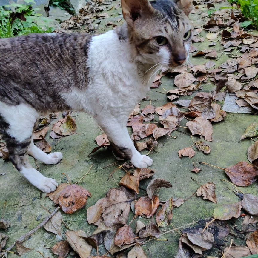 Котик в добрые руки