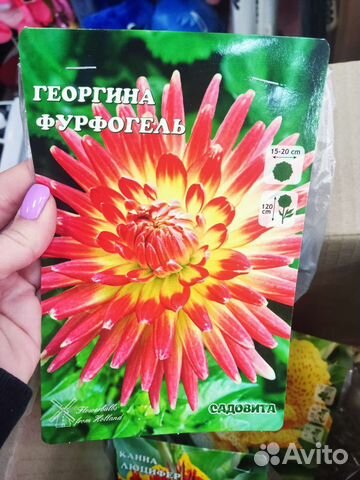 Саженцы многолетних цветов купить в Иваново | Товары для дома и дачи ...