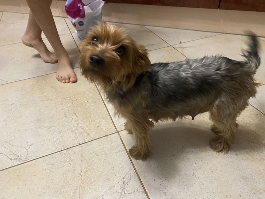 Щенки йорка и бигля