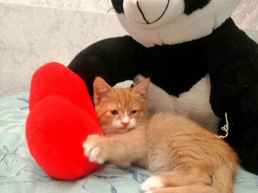 Котенок