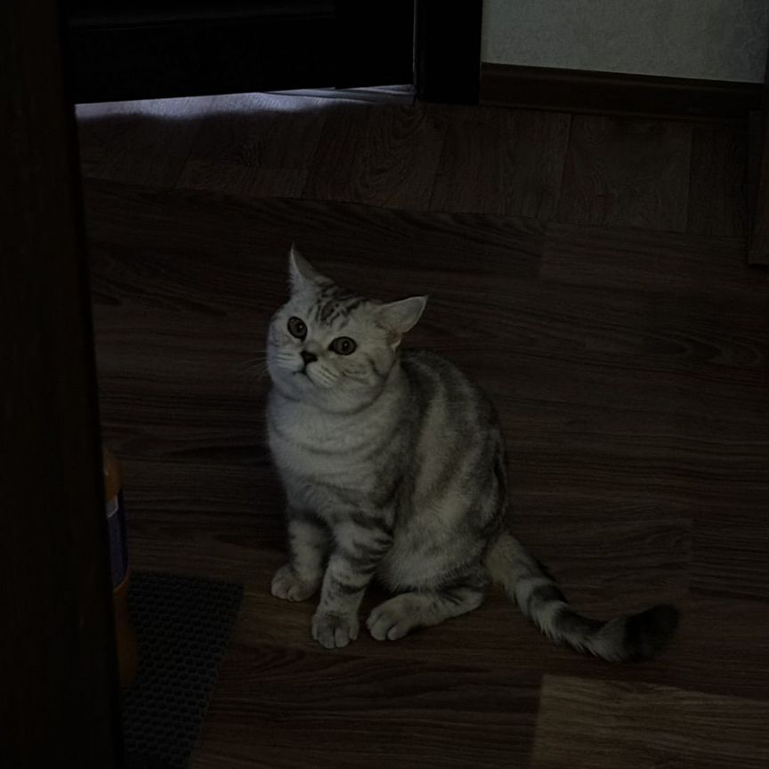 Кот вязка