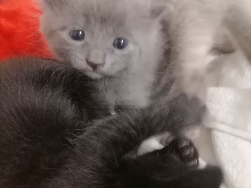 Шотландские котята