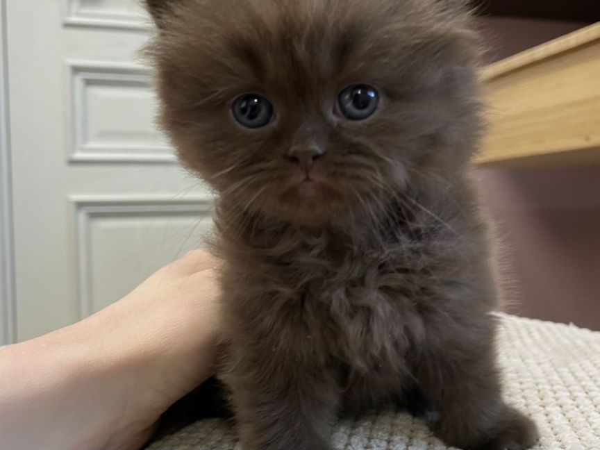 Британские шоколадные котята кошка