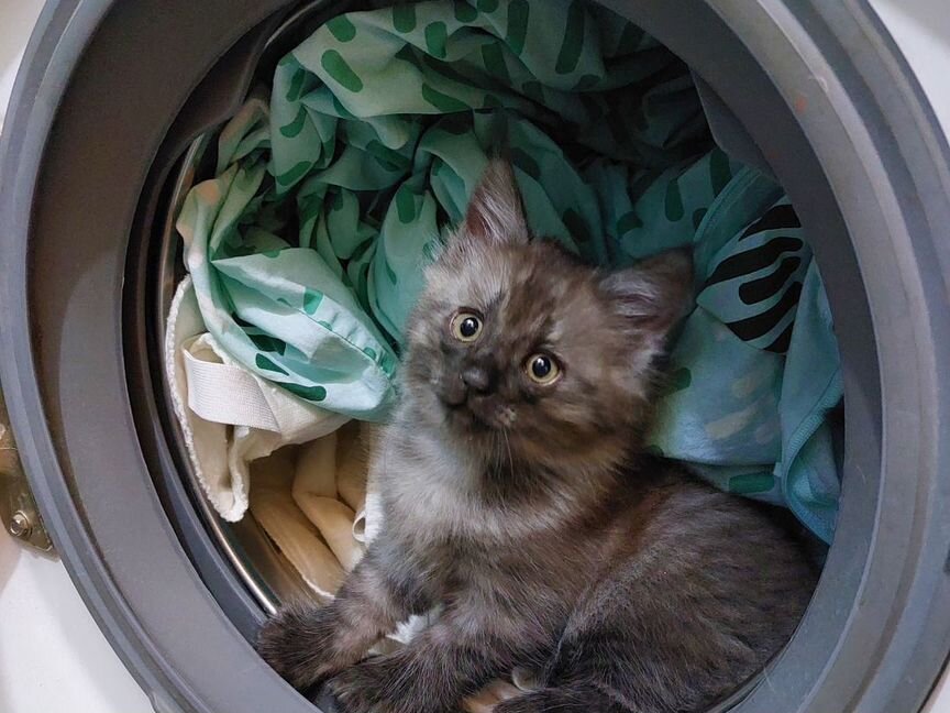 Сибирский кот черный дым