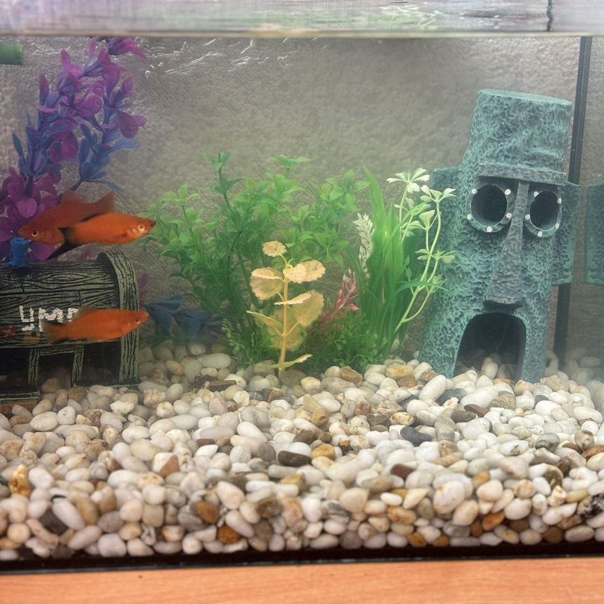 Акрвариум с рыбками