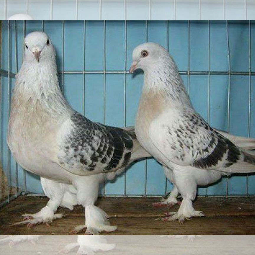 Турецкая такла