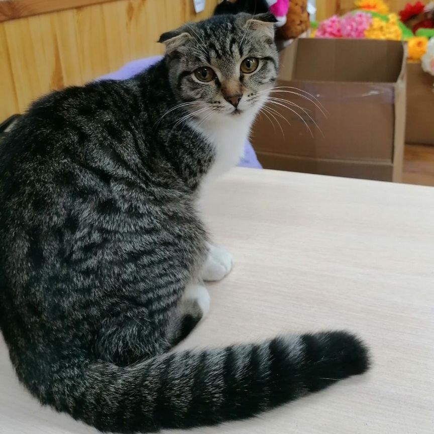 Взрослая, кошка в добрые руки