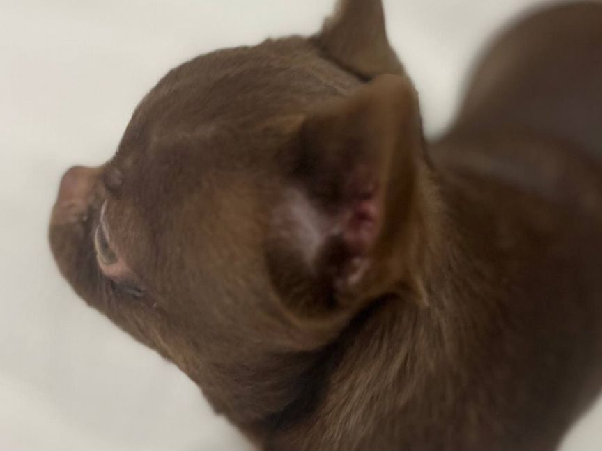 Вязка кобель чихуахуа