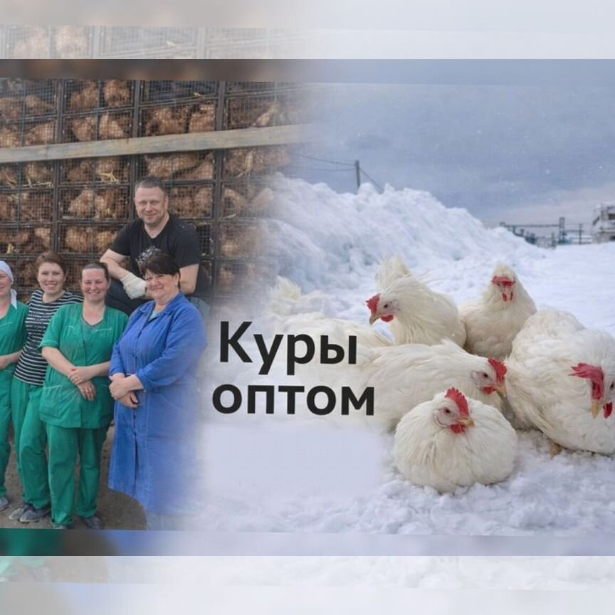 Живые куры оптом от птицефермы