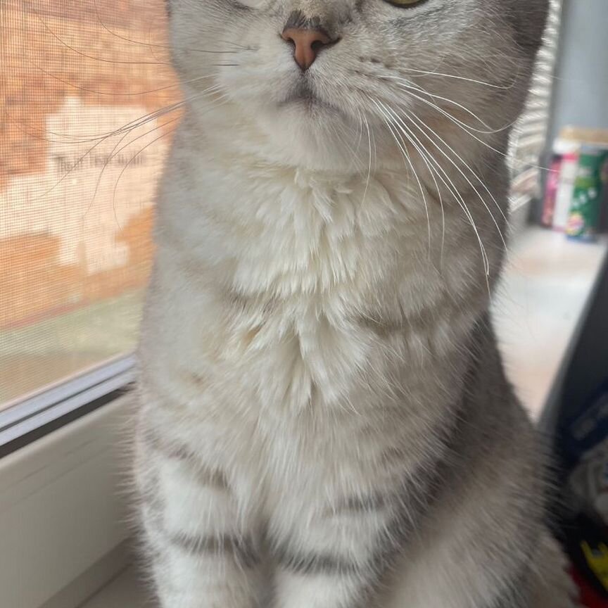 Кошка британская