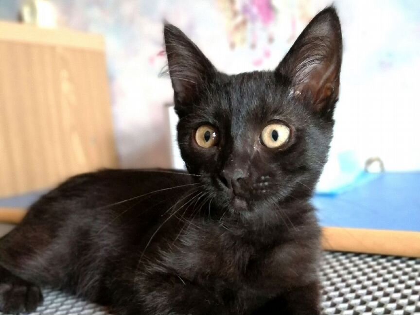 Парочка в добрые руки