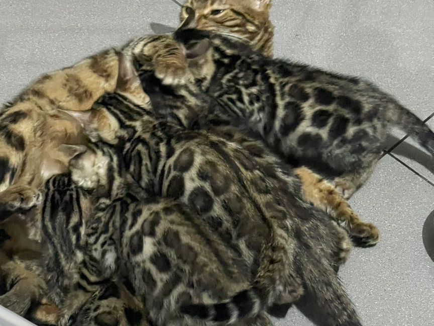 Бенгальские котята