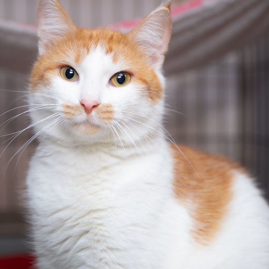 Европейский короткошёрстный, взрослый кот из приюта