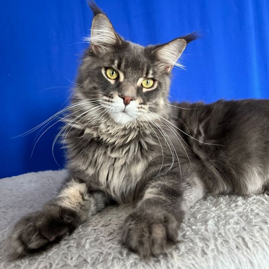 Мейн-кун котёнок