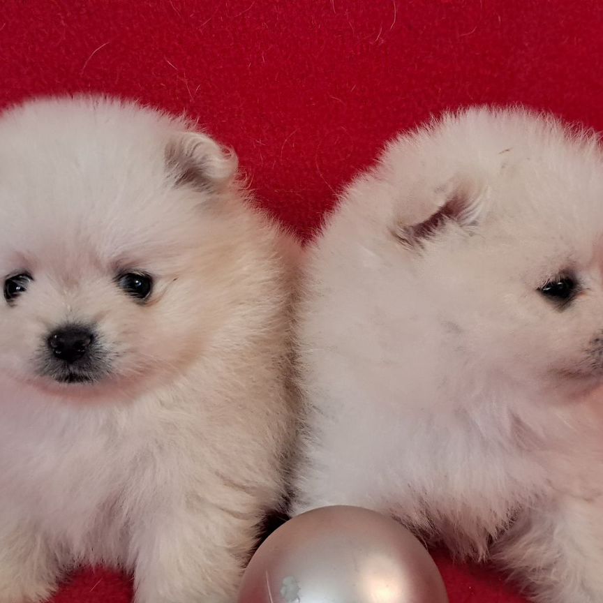 Шпицы кремаши