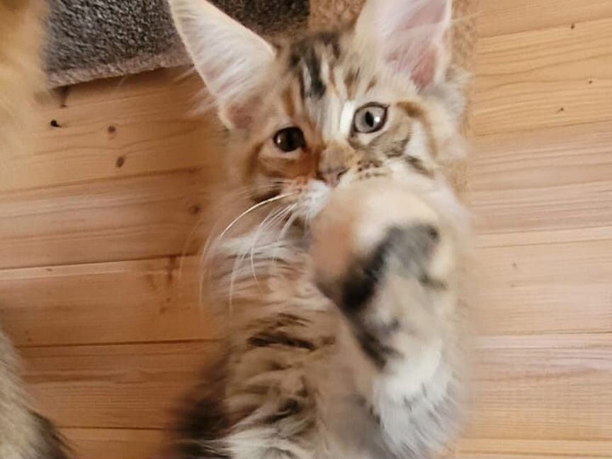 Котята мейн-кун