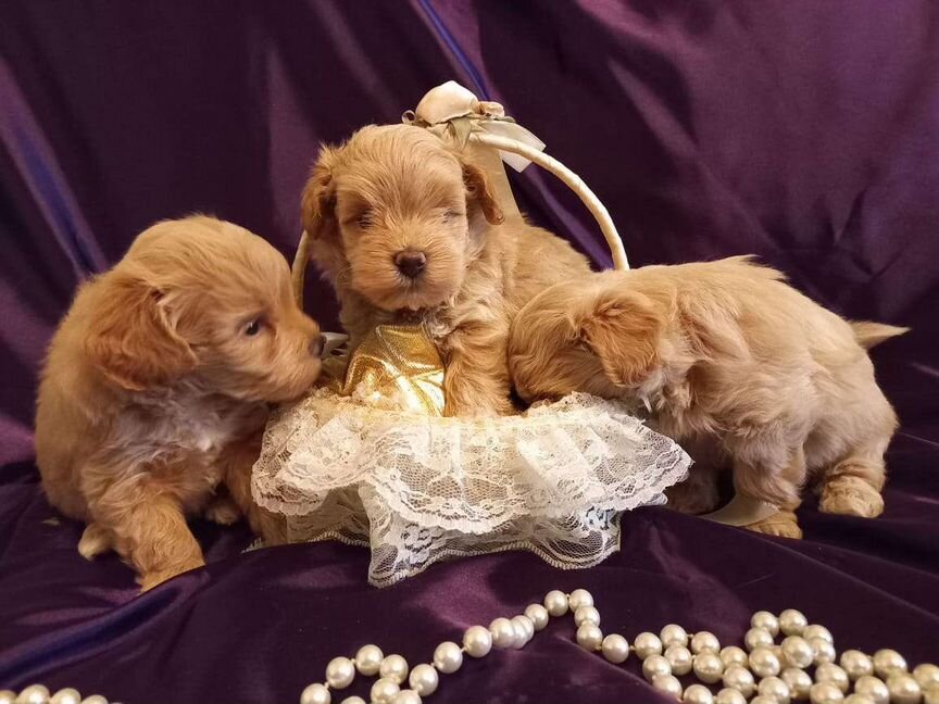 Той-пудель шоколад, ред браун и Мальтипу f1