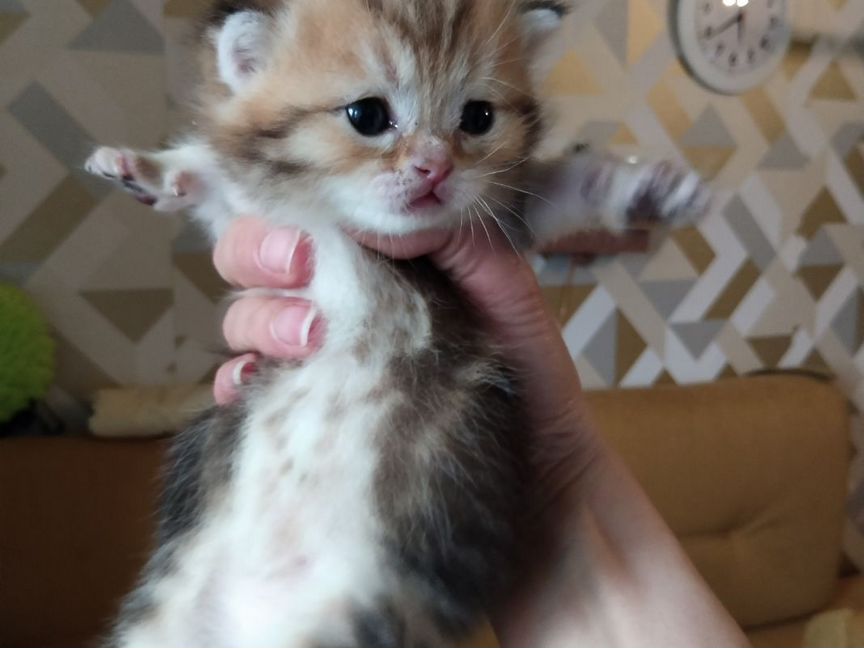 Кошка