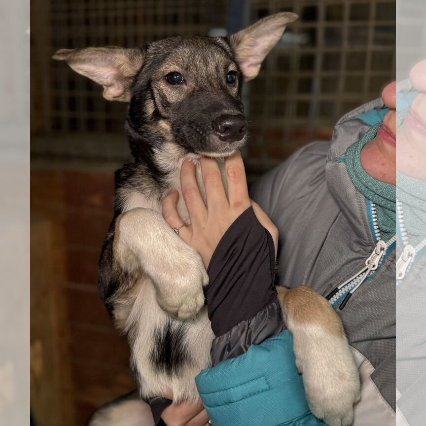 Щенок в добрые руки