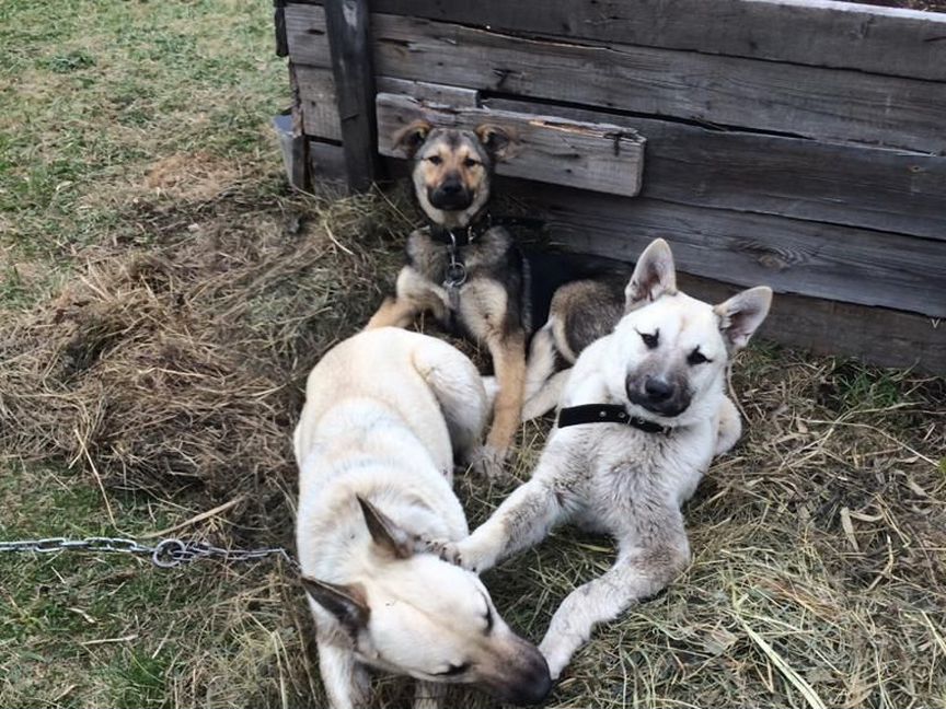 Отдам бесплатно в хорошие руки щенков