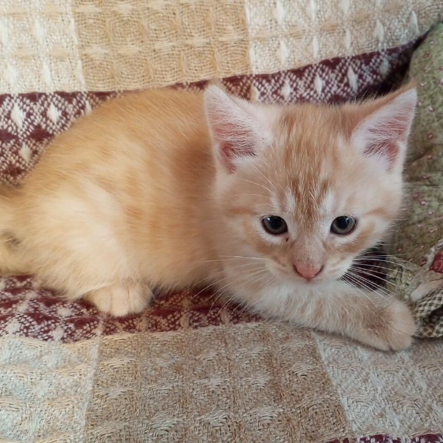 Котёнок от частного владельца