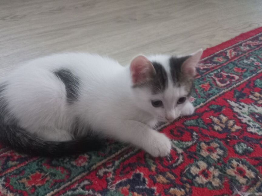 Котенок мальчик. Ждет добрейшего хозяина
