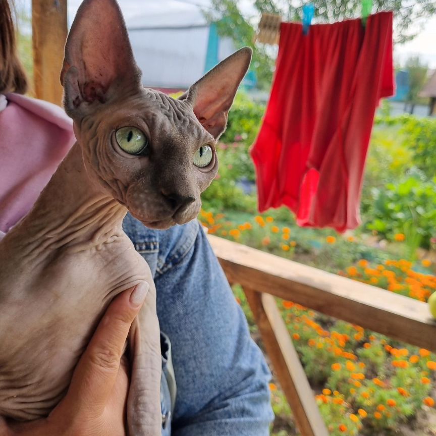 Канадский сфинкс котёнок