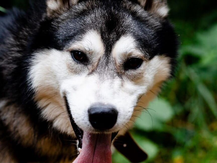 Алтай всё ещё в приюте