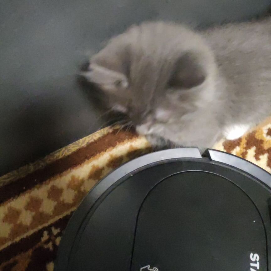 Котята в добрые руки бесплатно