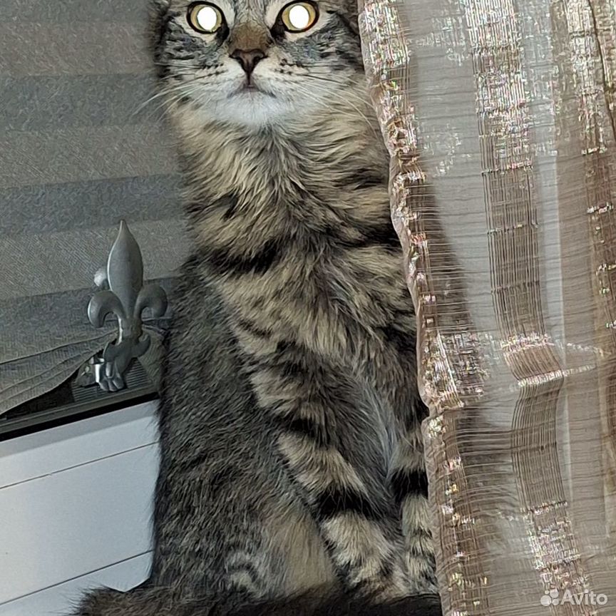 Котёнок с пушистым хвостом