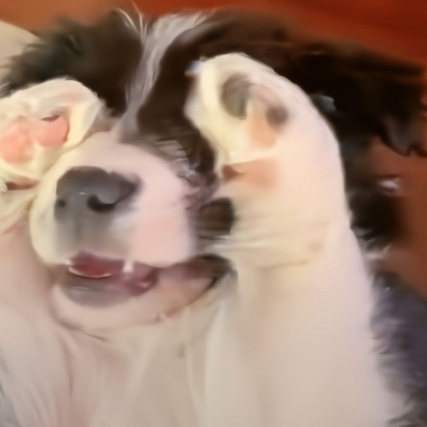 Бордер-колли, щенок