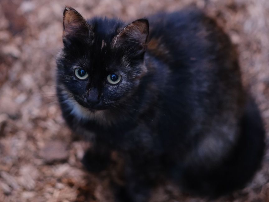 Неотразимая Беатрис (кошка, 1 год)