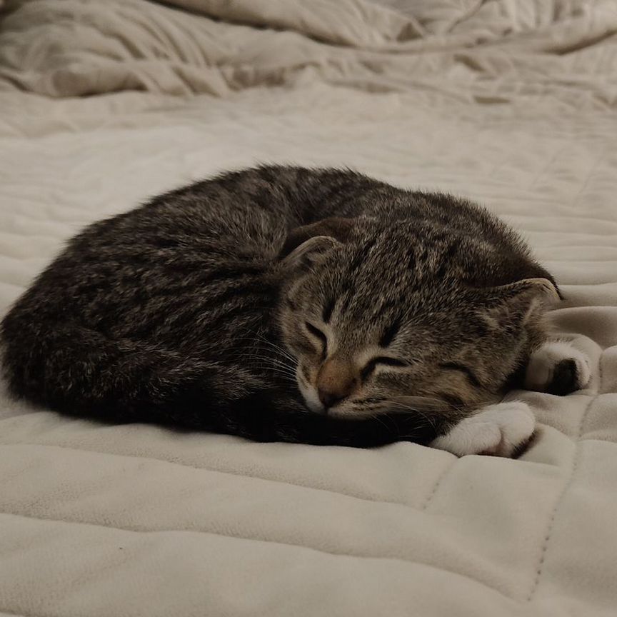 Шотландский вислоухий короткошёрстный котёнок