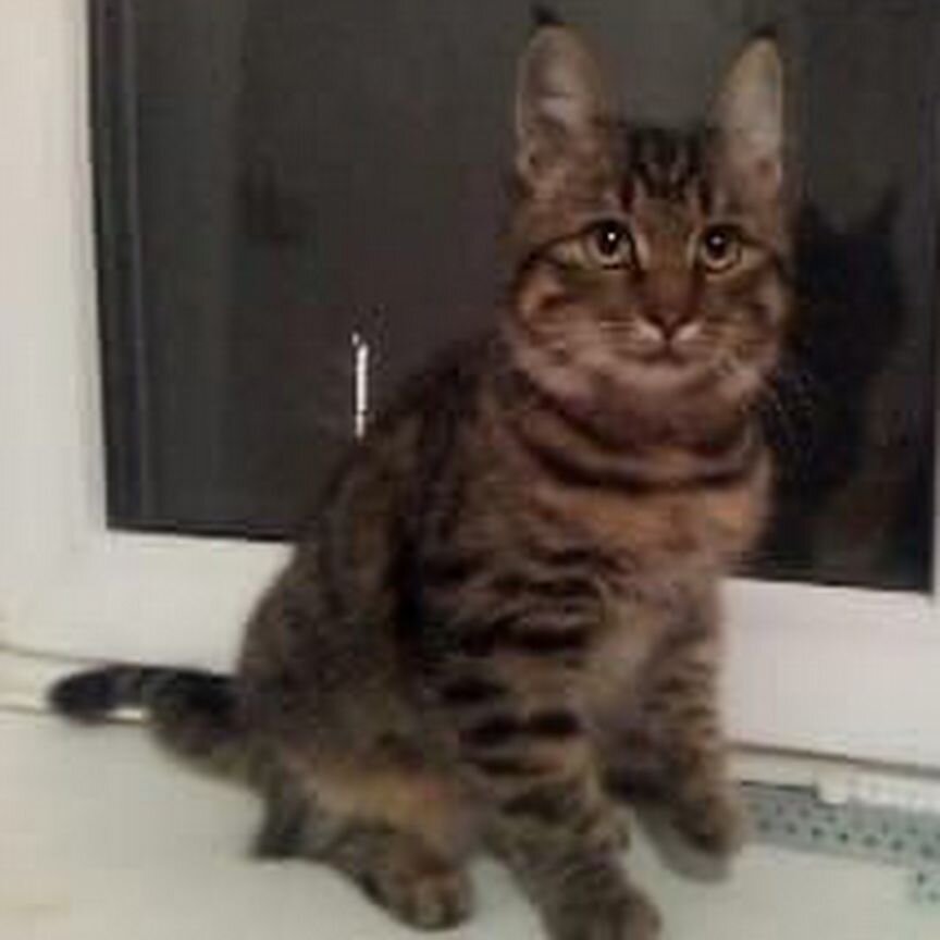 Кошки в добрые руки