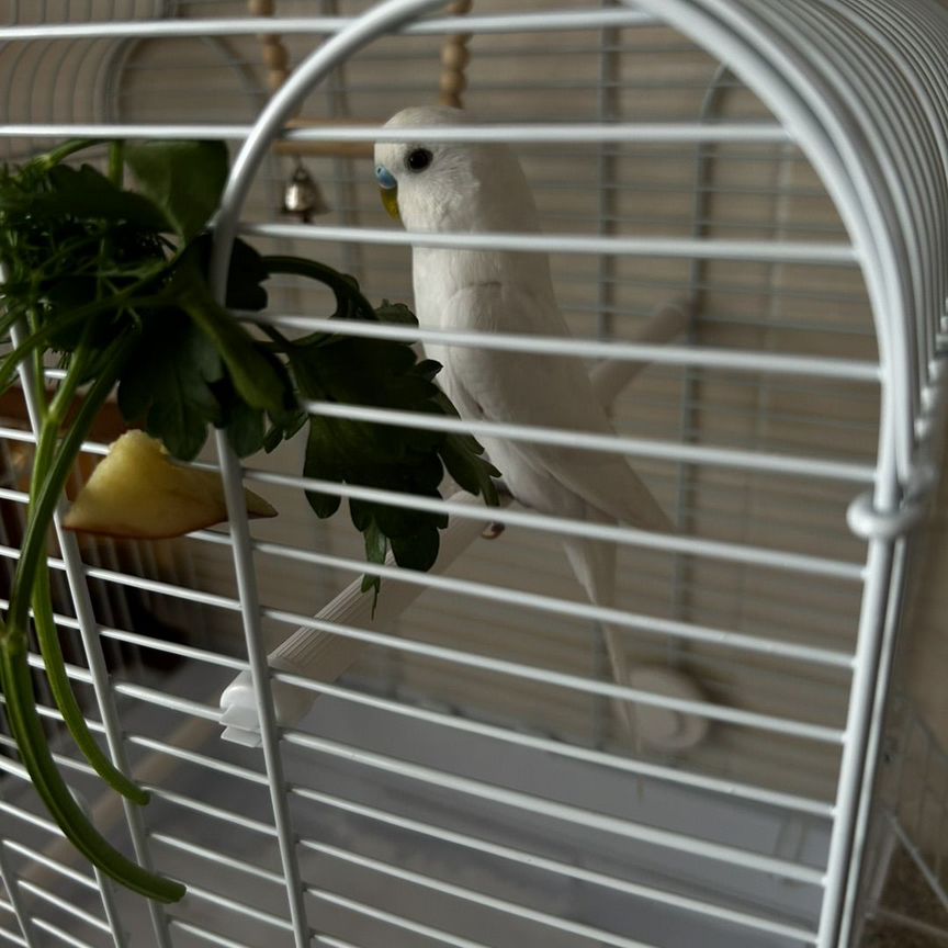 Волнистый попугай мальчик