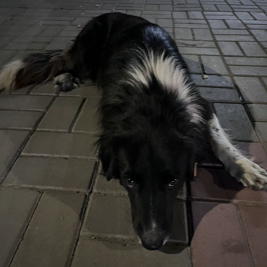 Продаю милую собачку в аренду посуточно