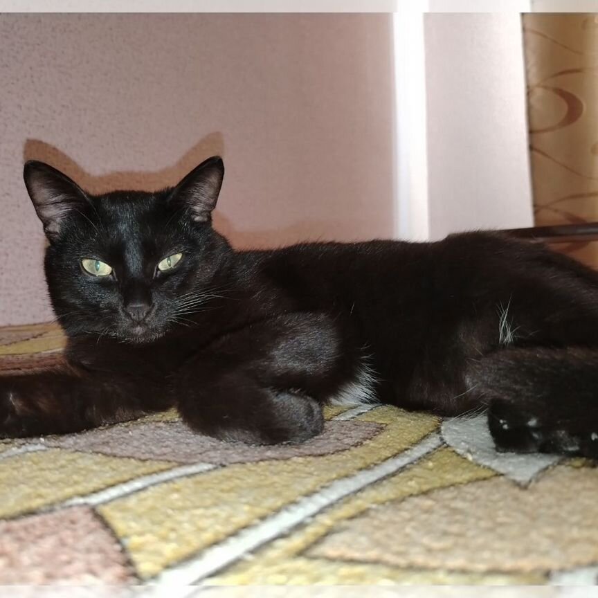 Бомбейский кот, взрослый