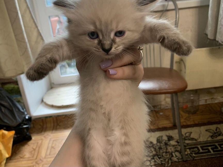 Котёнок нибелунг