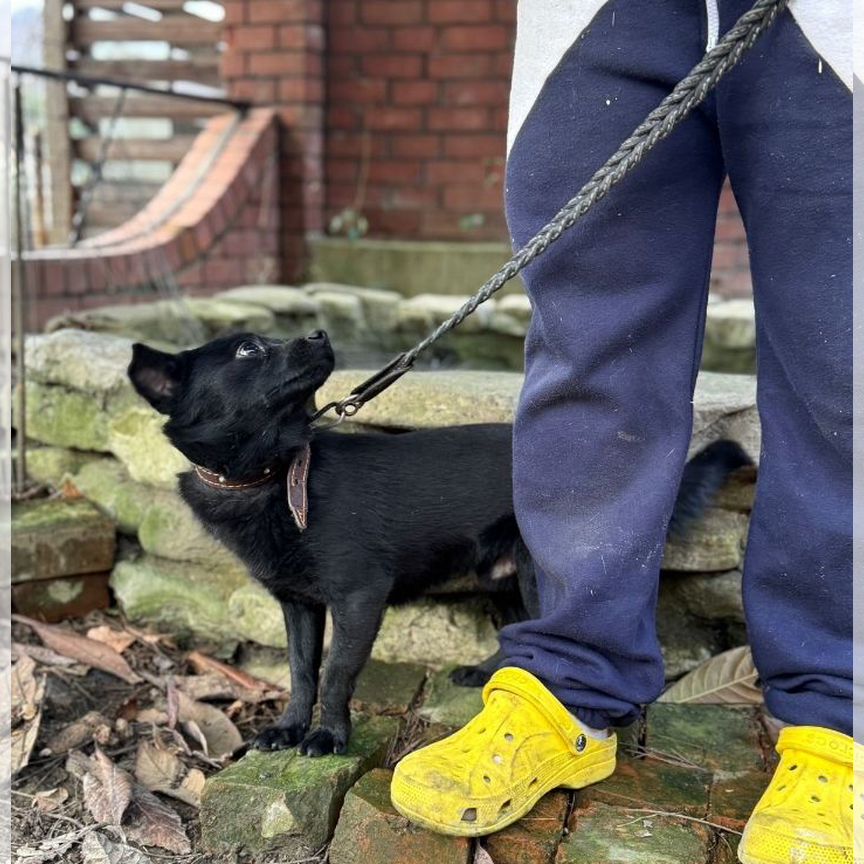 Взрослый пёс в добрые руки