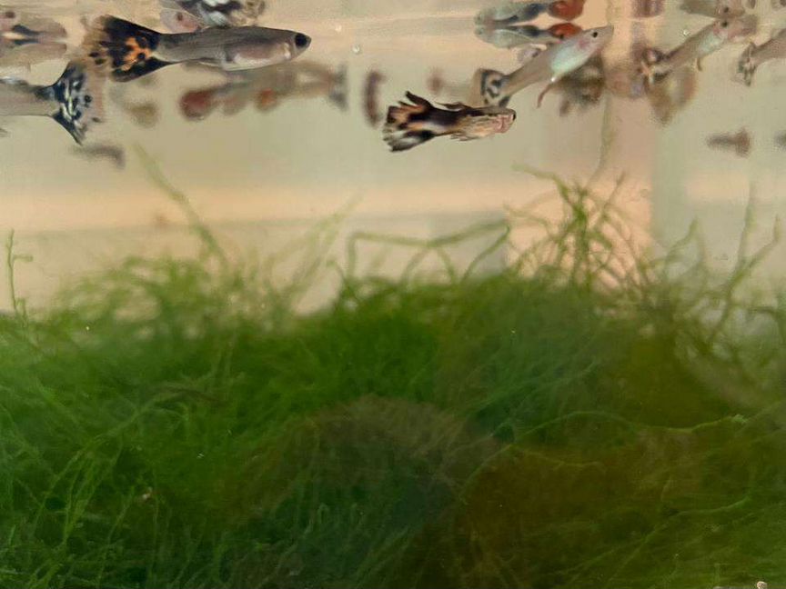 Аквариумные рыбки - гуппи